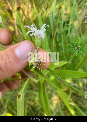 northern bog aster (Symphyotrichum boreale Stock Photo - Alamy