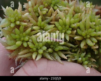 Papillose Peatmoss (Sphagnum papillosum Stock Photo - Alamy