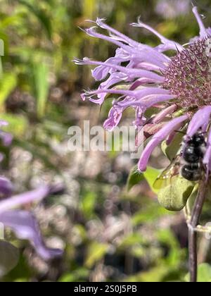 Orange-tipped Wood-digger (Anthophora terminalis Stock Photo - Alamy