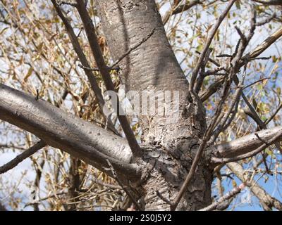 Live Long (Lannea discolor Stock Photo - Alamy