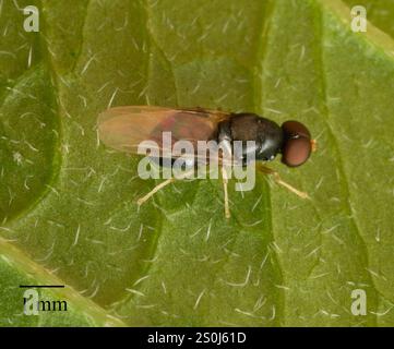 Yellow-legged Black (Pachygaster leachii Stock Photo - Alamy
