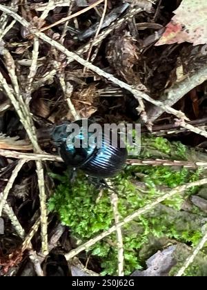 Baly's Earth-boring Beetle (Geotrupes balyi), Insecta, Pictured Rocks ...
