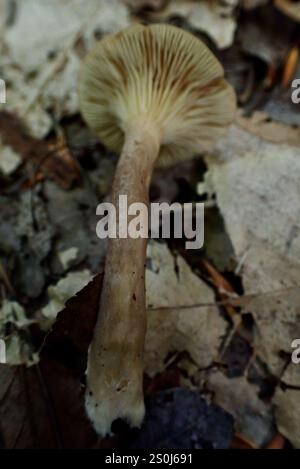 Gray Milkcap (Lactarius griseus Stock Photo - Alamy