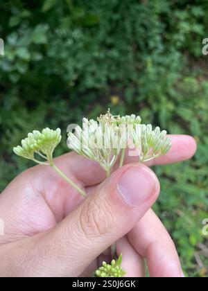 pale Indian plantain (Arnoglossum atriplicifolium) Plantae Stock Photo ...