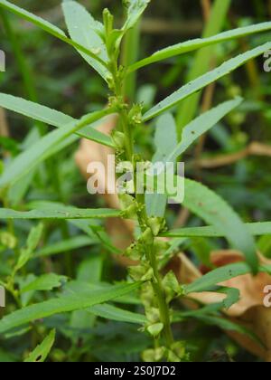 Proserpinaca palustris L Proserpinaca palustris L Stock Photo - Alamy