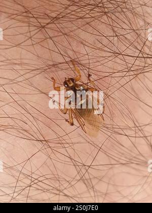 New Forest fly (Hippobosca equina). A parasite that drinks the blood of ...