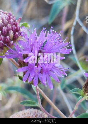 Brewer's Monardella (Monardella breweri Stock Photo - Alamy