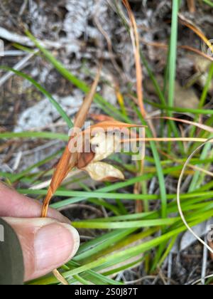 (Iris × thompsonii Stock Photo - Alamy