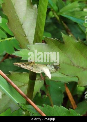 Stained-glass Moth (Samea castellalis Stock Photo - Alamy