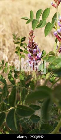 cultivated licorice (Glycyrrhiza glabra Stock Photo - Alamy