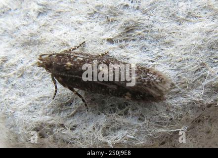 Dark Groundling (Bryotropha affinis Stock Photo - Alamy