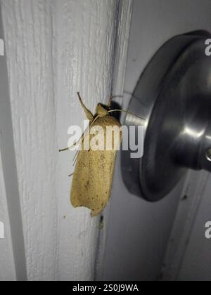 Oblong Sedge Borer Moth (Globia oblonga) Insecta Stock Photo - Alamy