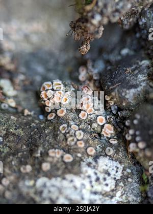 Rock Dimple Lichen (Gyalecta jenensis Stock Photo - Alamy