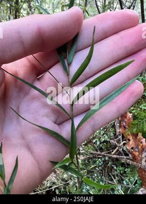 Winika (Dendrobium cunninghamii Stock Photo - Alamy