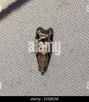Red-striped Needleworm Moth (Epinotia radicana Stock Photo - Alamy