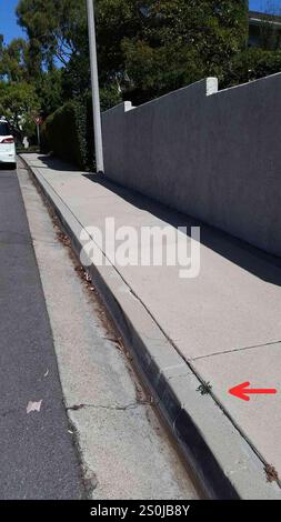 laurel sumac (Malosma laurina Stock Photo - Alamy