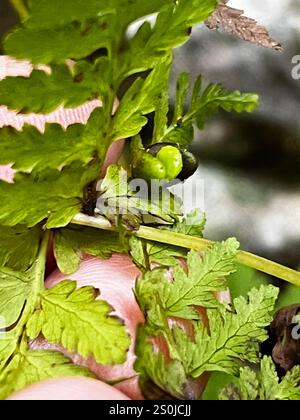 bulblet fern (Cystopteris bulbifera Stock Photo - Alamy