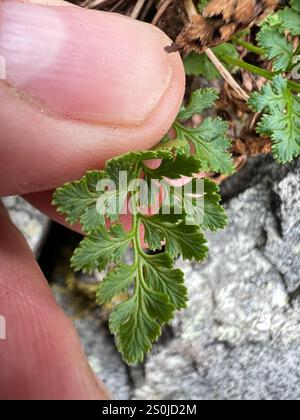 American parsley fern (Cryptogramma acrostichoides), Plantae, King ...