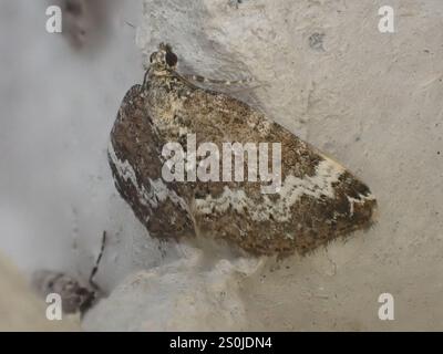 Small Rivulet (Perizoma alchemillata Stock Photo - Alamy