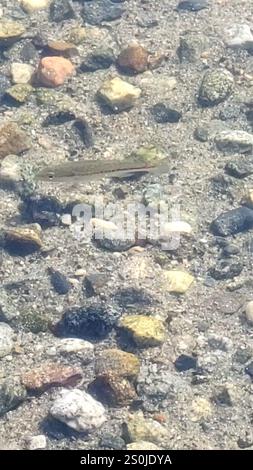 Largemouth Bass (Micropterus nigricans Stock Photo - Alamy