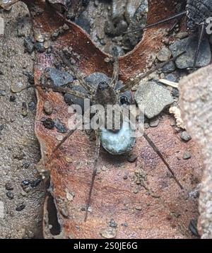 Stone Spider (Pardosa lapidicina Stock Photo - Alamy