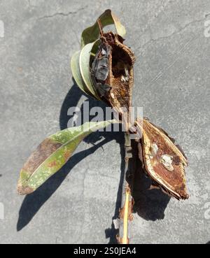 silver terminalia (Terminalia sericea Stock Photo - Alamy