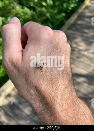 Deer Flies (Chrysops Stock Photo - Alamy