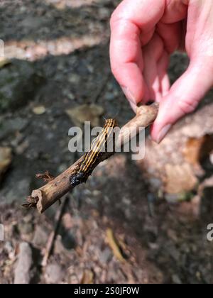 Orange-tipped Oakworm Moth (Anisota senatoria Stock Photo - Alamy