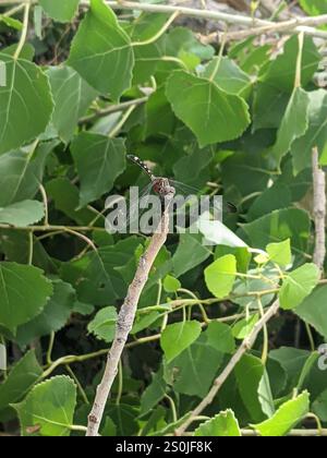 Swift Setwing (Dythemis velox Stock Photo - Alamy
