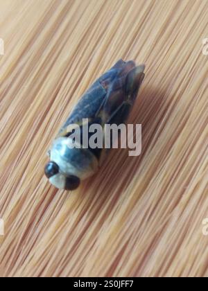 peppered backswimmer (Notonecta maculata Stock Photo - Alamy
