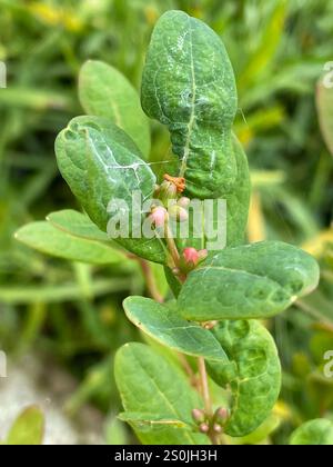Greater Marsh St. John's-wort (Hypericum walteri Stock Photo - Alamy
