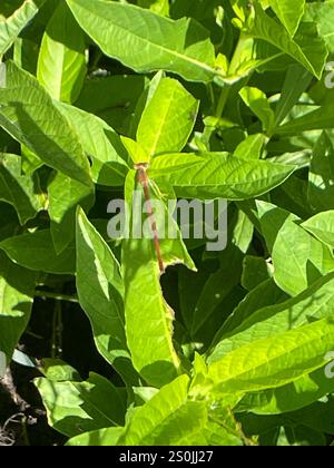 Desert Firetail (Telebasis salva Stock Photo - Alamy