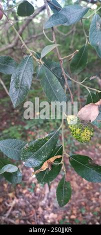 Rusty Willow (Salix atrocinerea Stock Photo - Alamy