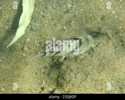 Pharaoh Cardinalfish (Apogonichthyoides pharaonis Stock Photo - Alamy