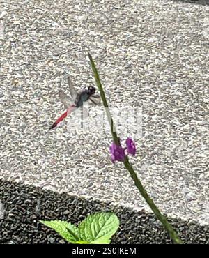 Hercules Skimmer (Libellula herculea Stock Photo - Alamy