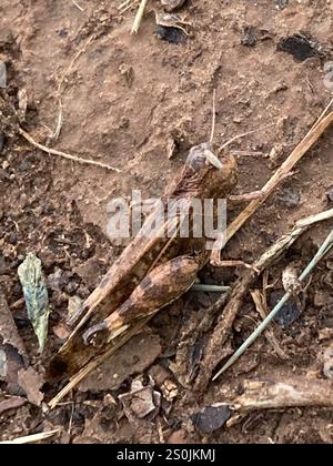 Plains Yellow-winged Grasshopper (Arphia simplex Stock Photo - Alamy