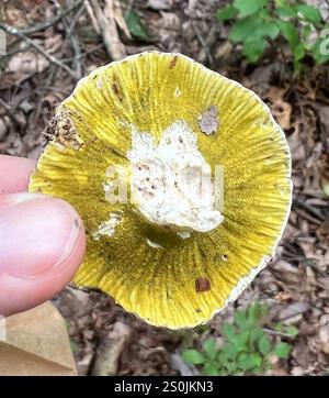 Yellow-green Russula Mold (Hypomyces luteovirens Stock Photo - Alamy