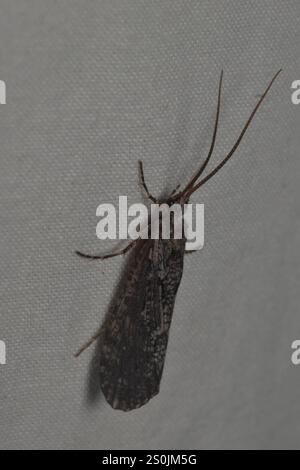 Giant Casemaker Caddisflies (Phryganeidae Stock Photo - Alamy