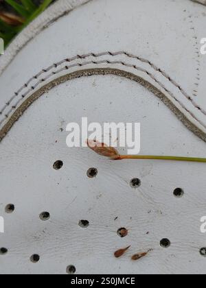 Many-stalked Spike-rush (Eleocharis multicaulis Stock Photo - Alamy
