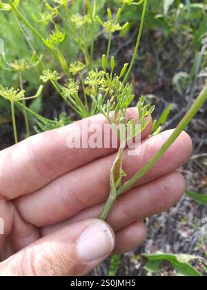 Wyeth Biscuitroot (Lomatium ambiguum Stock Photo - Alamy