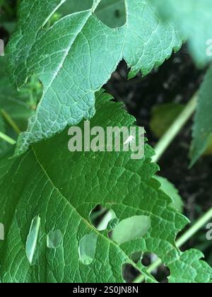 Hart's Hyaline Plant Bug (Hyaliodes harti Stock Photo - Alamy