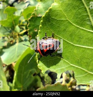 Two-spotted Stink Bug (Perillus bioculatus Stock Photo - Alamy