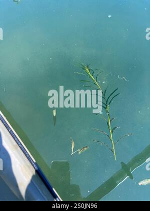 robbins' pondweed (Potamogeton robbinsii Stock Photo - Alamy