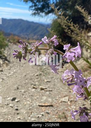 Poodle-dog bush (Turricula parryi) Plantae Stock Photo - Alamy