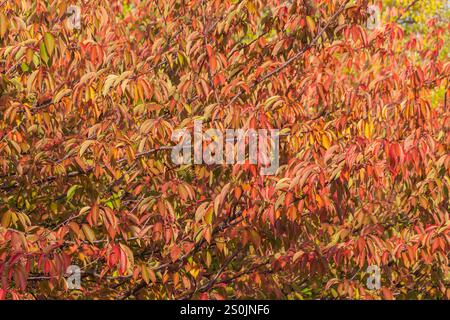 Bright red autumn colored Sargent's Cherry (Prunus sargentii) tree ...