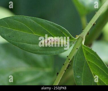 Short-tailed Aphideater (Eupeodes pomus Stock Photo - Alamy