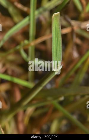 dwarf alkali grass (Puccinellia pumila Stock Photo - Alamy