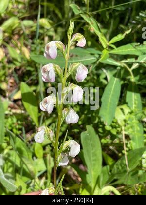 curved-beak lousewort (Pedicularis contorta Stock Photo - Alamy
