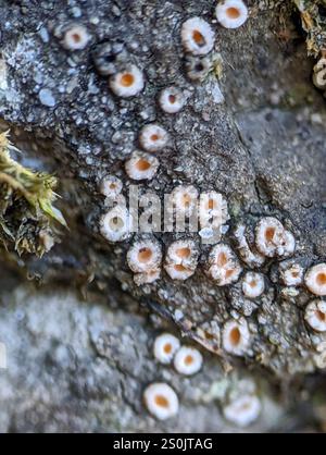Rock Dimple Lichen (Gyalecta jenensis Stock Photo - Alamy