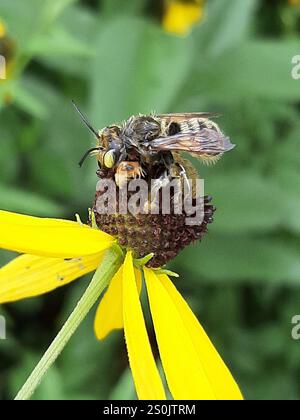 broad-handed leafcutter bee (Megachile latimanus Stock Photo - Alamy